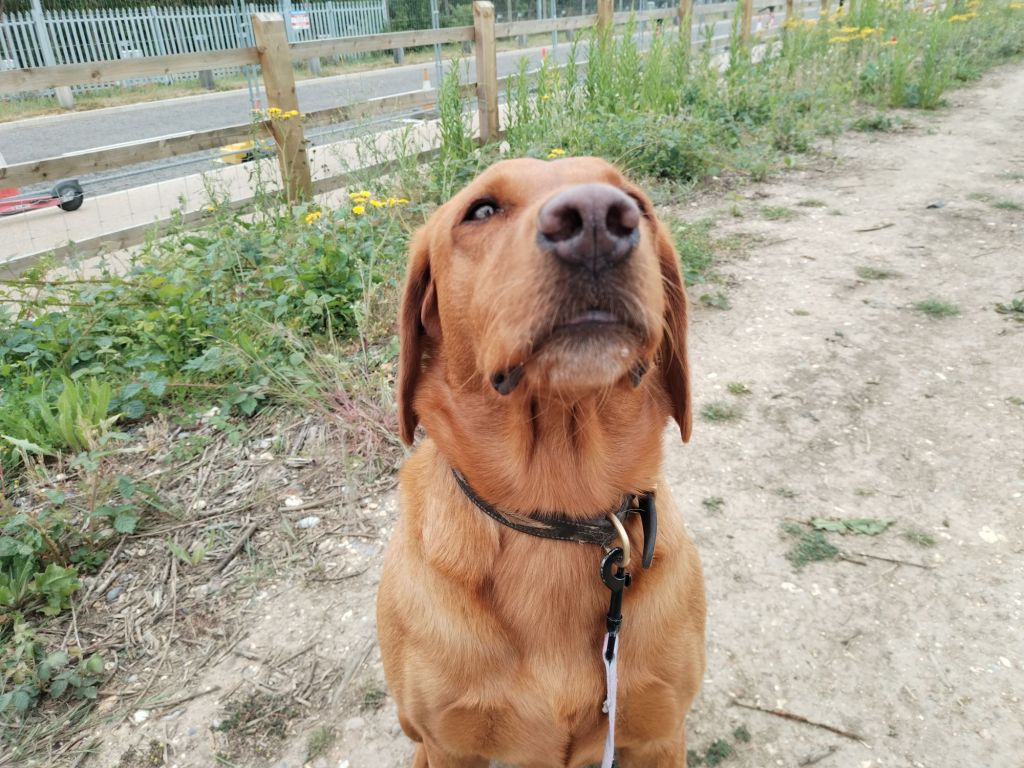 🧠 More than just a standard dog walk. – Let's Bork