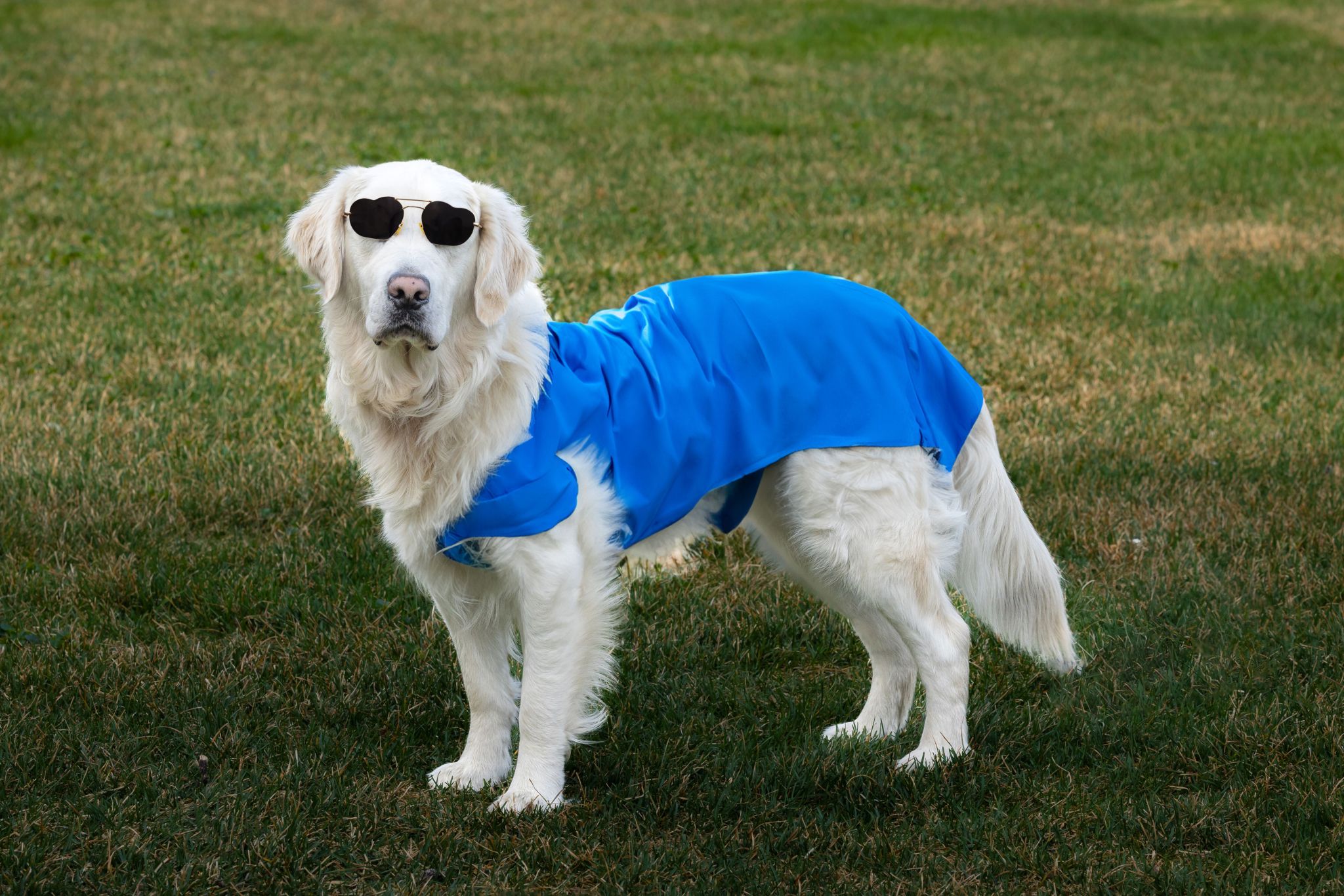 🔎Chelmsford Inside Scoop: 🐩Dog Walking, Training and Pet Sitting: June ...